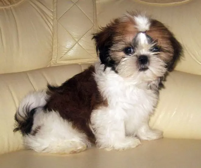 Shi Tzu.