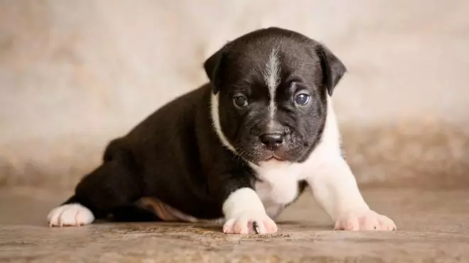 Staffordshire Bull Terrier.