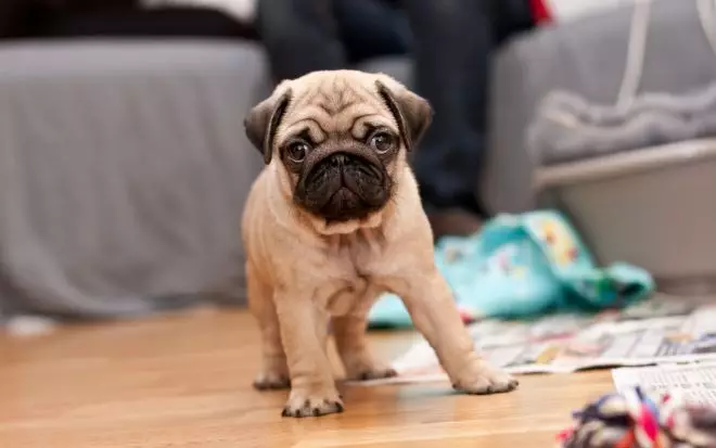 Pug