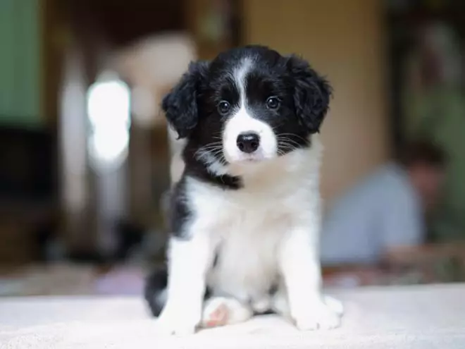 Border Collie