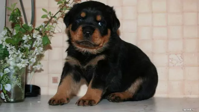 Rottweiler.