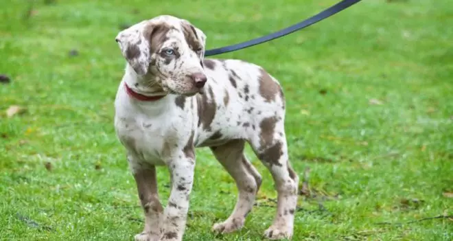 Leopard dog katauot