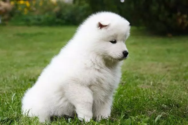 Samoyed Laika.