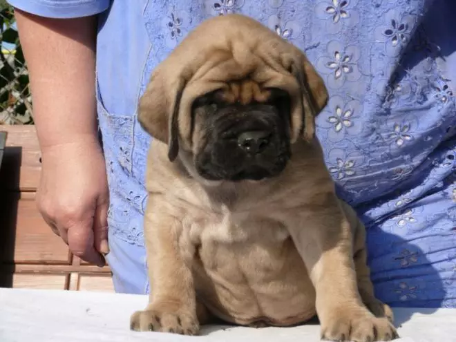 Mastiff