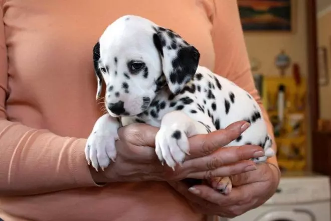 Mga Dalmatian