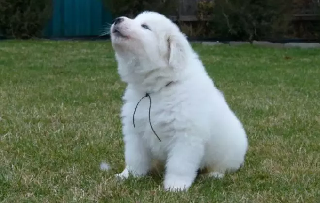 Pyreneen Mountain Dog