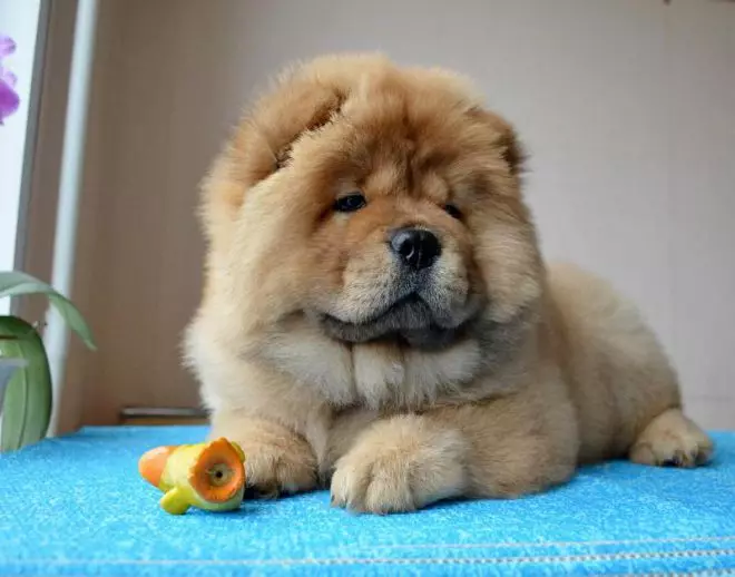 Chow Chow.