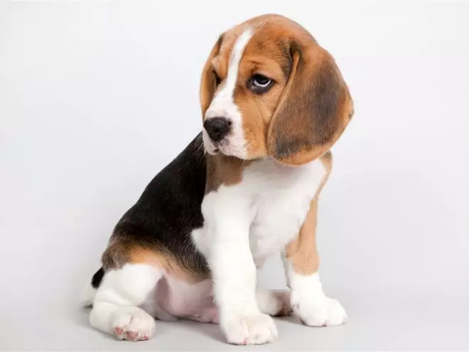 Beagle