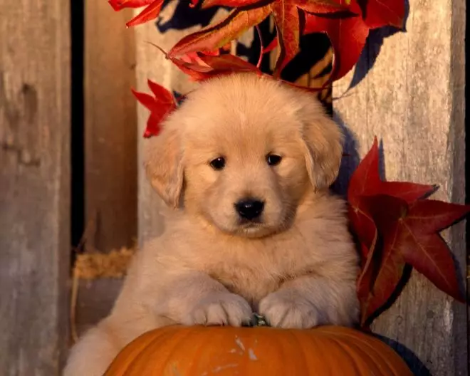 golden Labrador