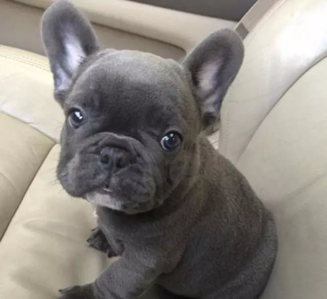 French Bulldog