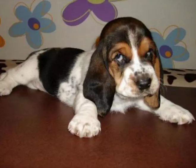 Si Basset