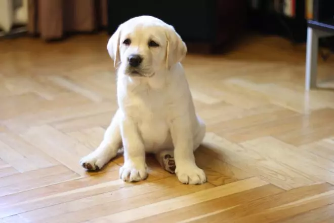 Labrador.