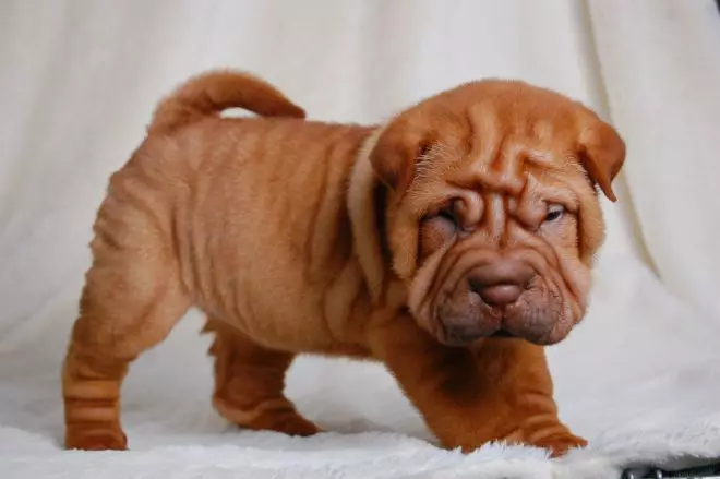 Sharpei.