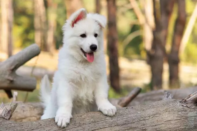 Swiss Shepherd สีขาว