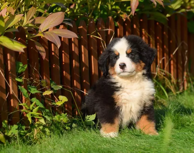 Bernese Zennenhound