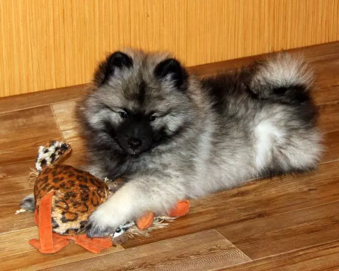 Keeshond Wolfspitz.