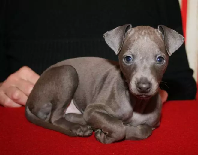 Italian GreyHound