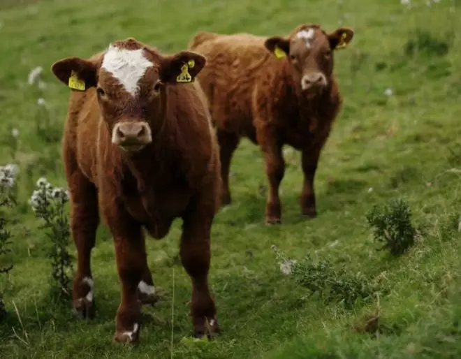 11. vacas - animais que saben ser amigos