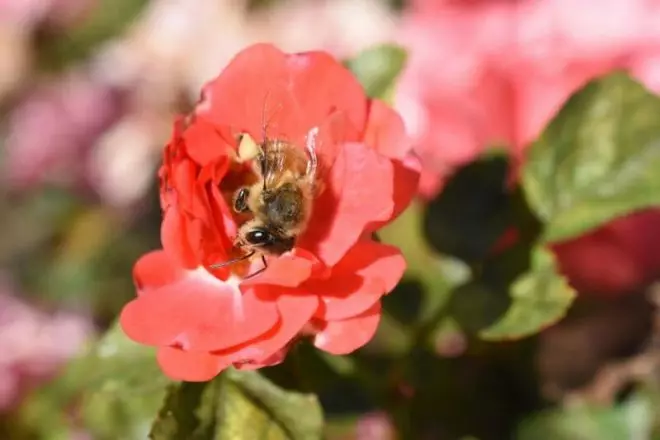 14. Durante a colección de néctar, as abejas poden querer durmir