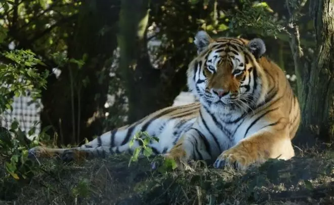 2. Máis recentemente, todos os tigres estaban constantemente preocupados