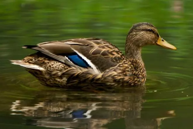 22. Os patos adoran balance nas ondas