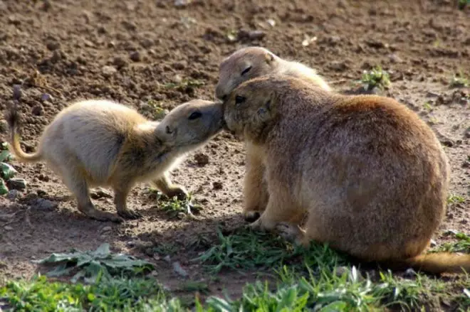 27. Meadow Dogs Love Kissing