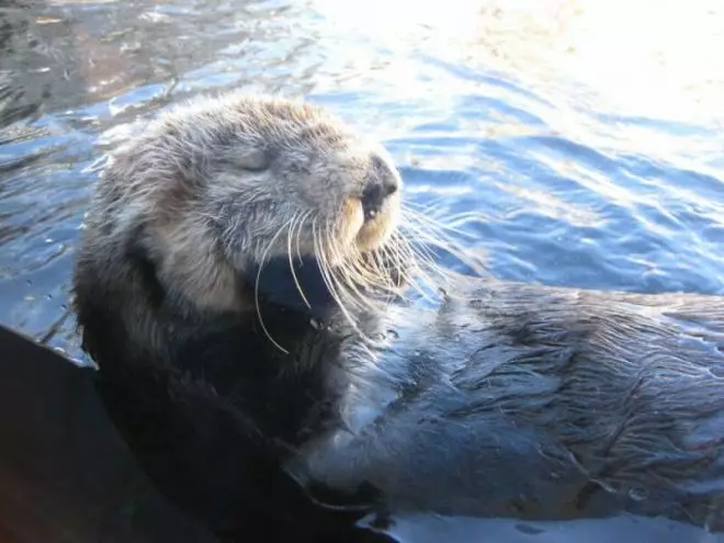 3. Otter non é indiferente a pedras