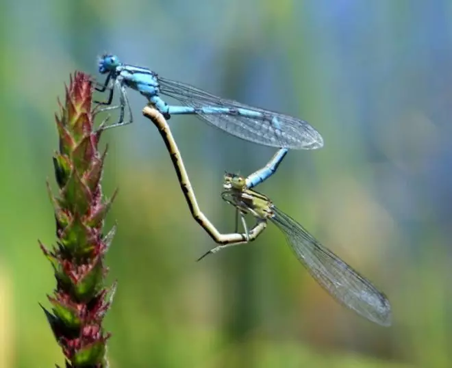 30. Dragonfly کی جوڑی کے دوران