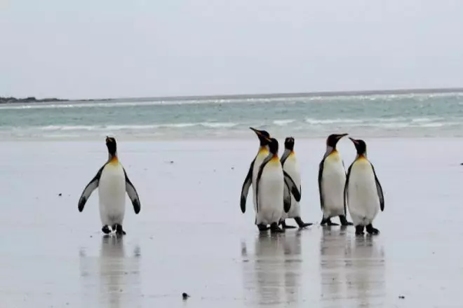 6. Nas illas Falkland hai unha reserva de pingüíns