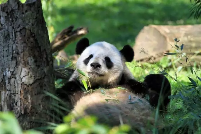 9. Unha vez que Pandas estaban animais en perigo de extinción.