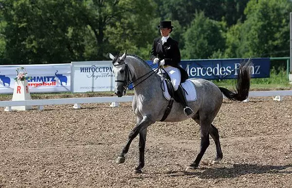 Cheval d'équitation