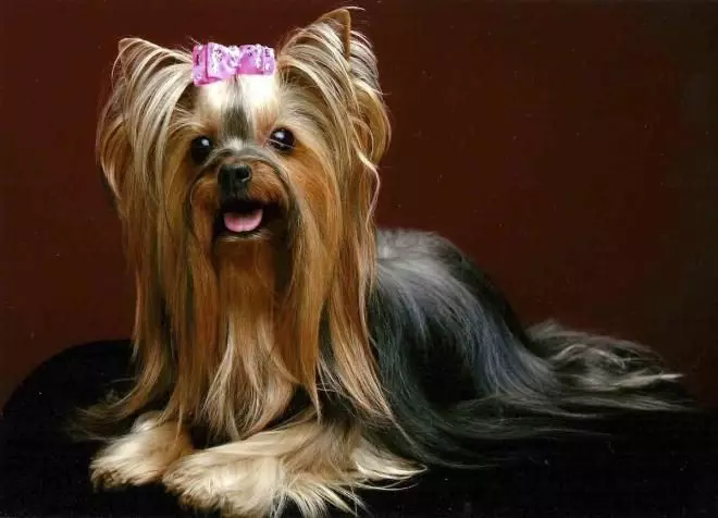 Yorkshire Terrier.