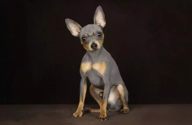 Toy Terrier