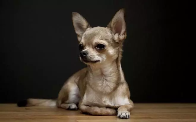 Chihuahua.