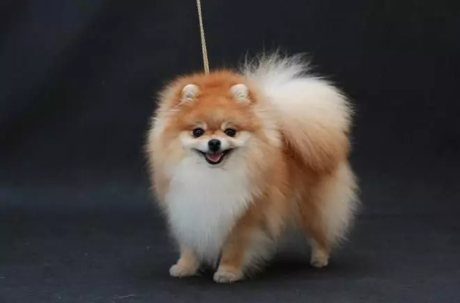 Pomeranian Spitz