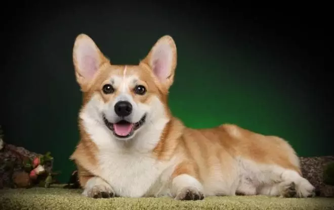 Corgy Velsh.