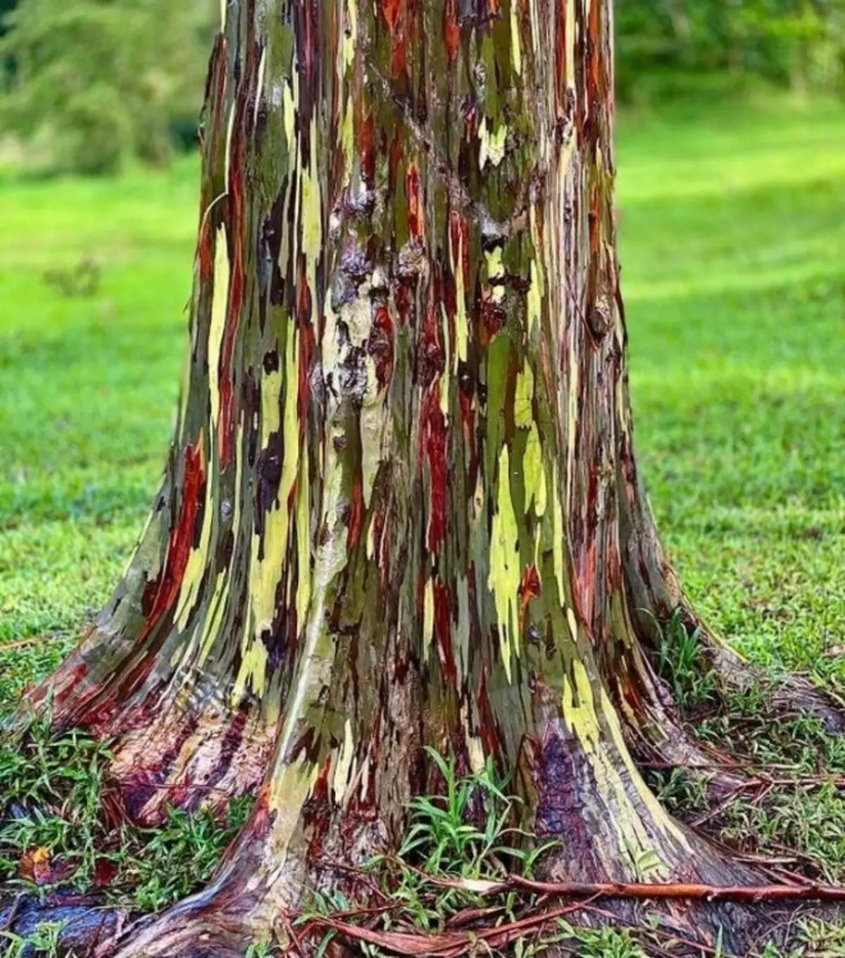 19. Eyi jẹ eucalyptus Rainbow