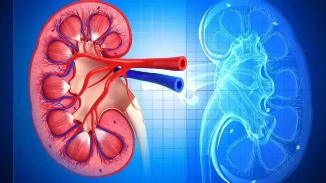 Glomerulonefritis