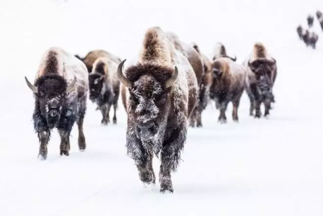 Bison.