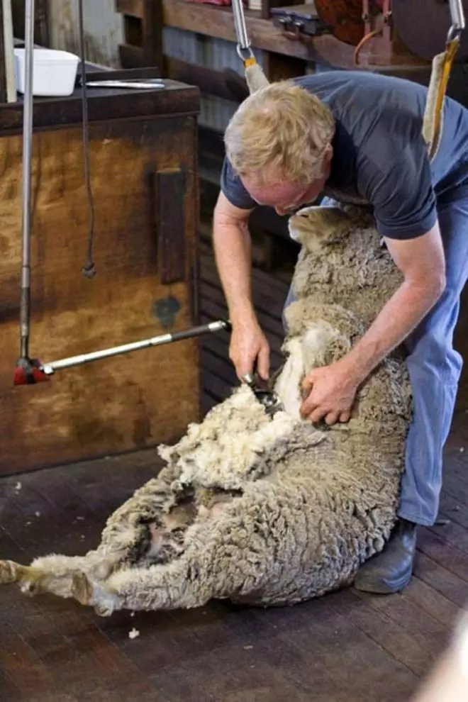 Shearing.