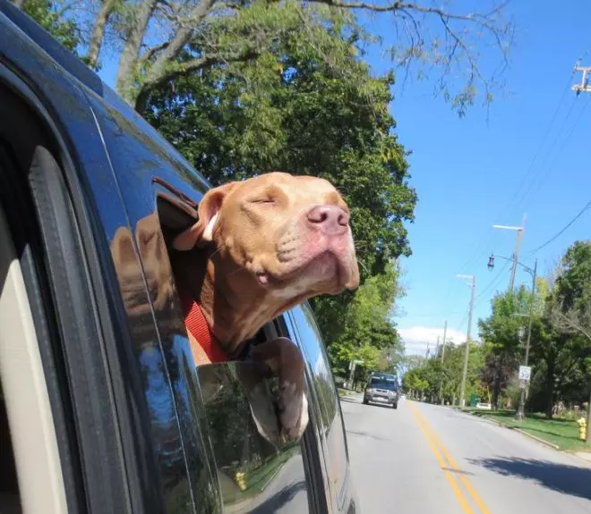 Tevreden hond leunde uit het raam