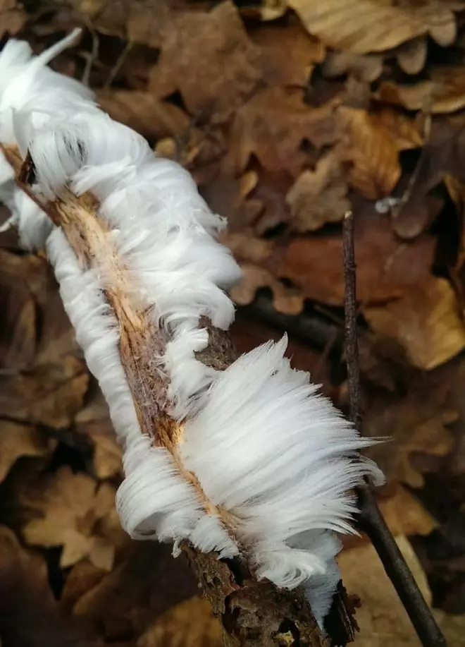 ಐಸ್ ಕೂದಲು