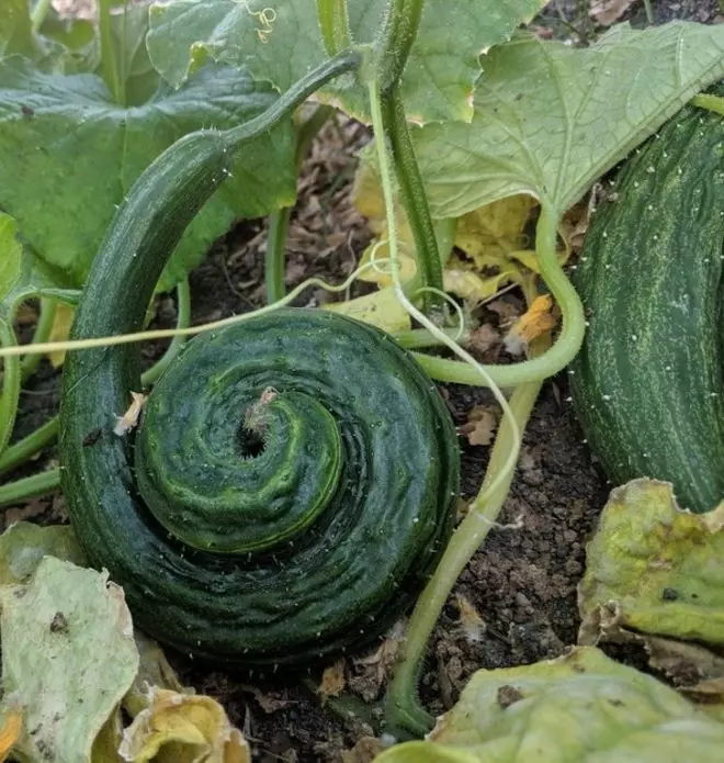 ಸೌತೆಕಾಯಿ