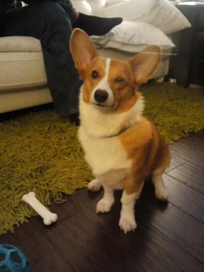 Corgi.