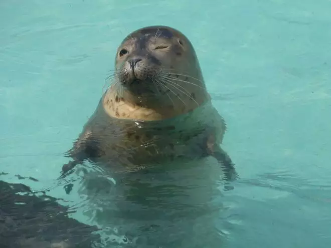 Fur seal