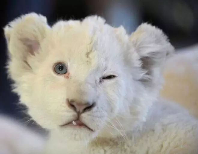 White Lionok.