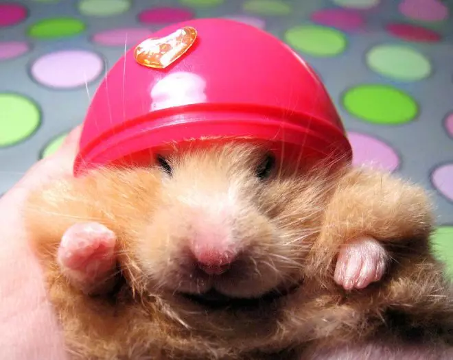 Hamster