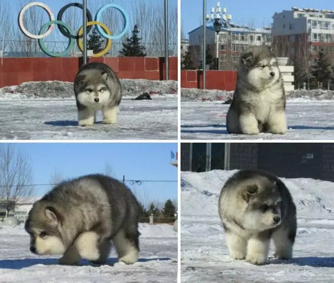 Alaska Malamute