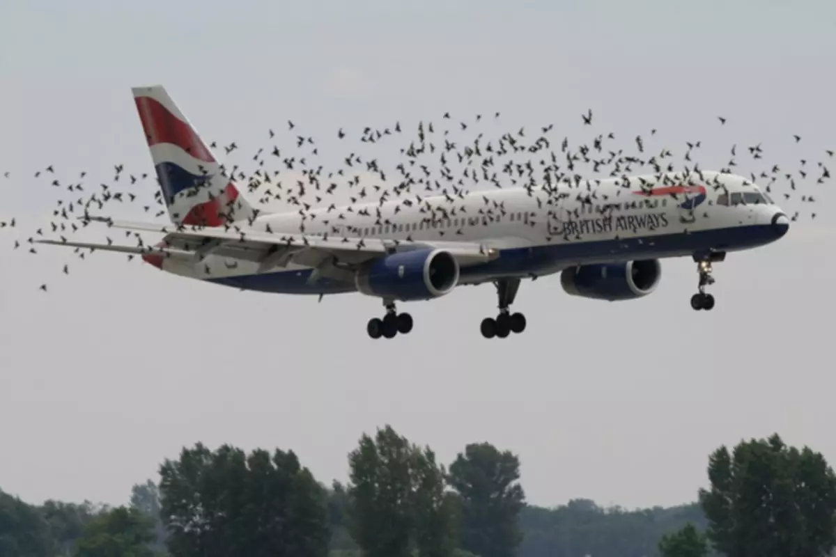 5. Quand ces oiseaux ont déjà peur des bords chauds