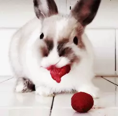 Rabbit eats 1.